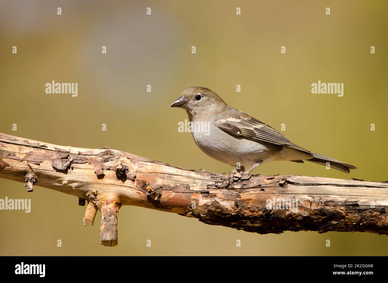 Tenerife blue chaffinch Stock Photo - Alamy