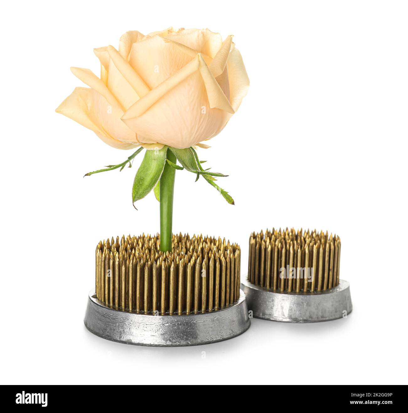 Ikebana kenzans with rose on white background Stock Photo - Alamy