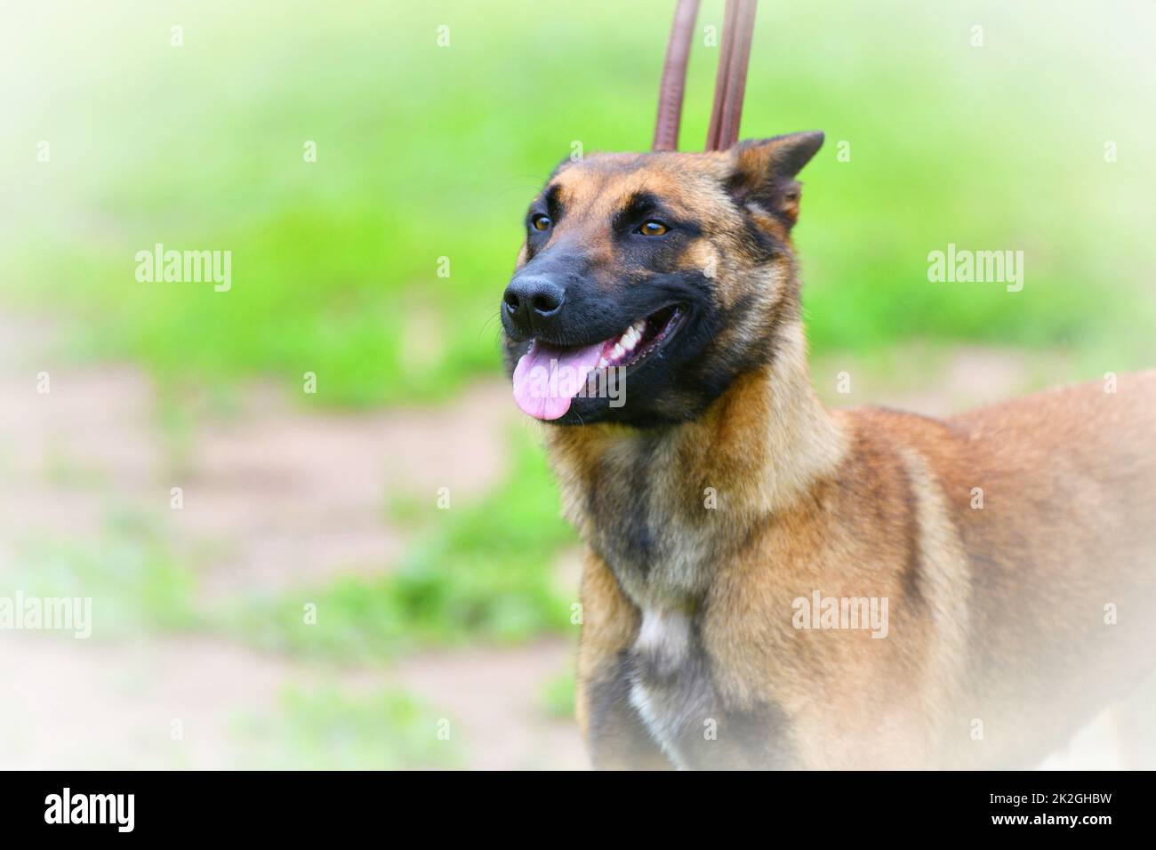 Dog Breed Belgian Shepherd Malinois (shorthair Stock Photo - Alamy
