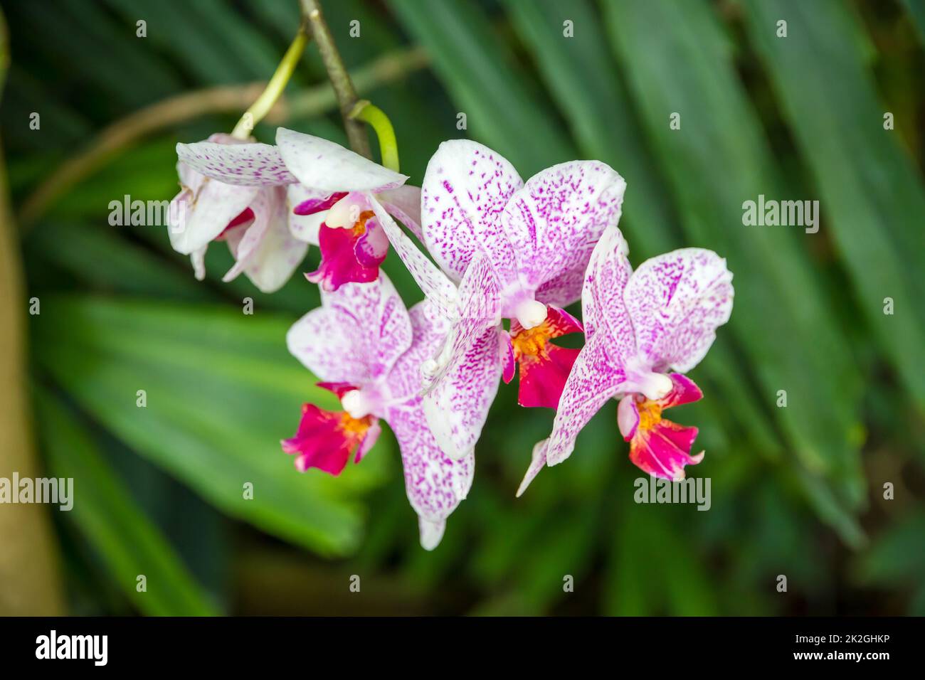Orchid flower, Phalaenopsis. Tropical floral background Stock Photo - Alamy