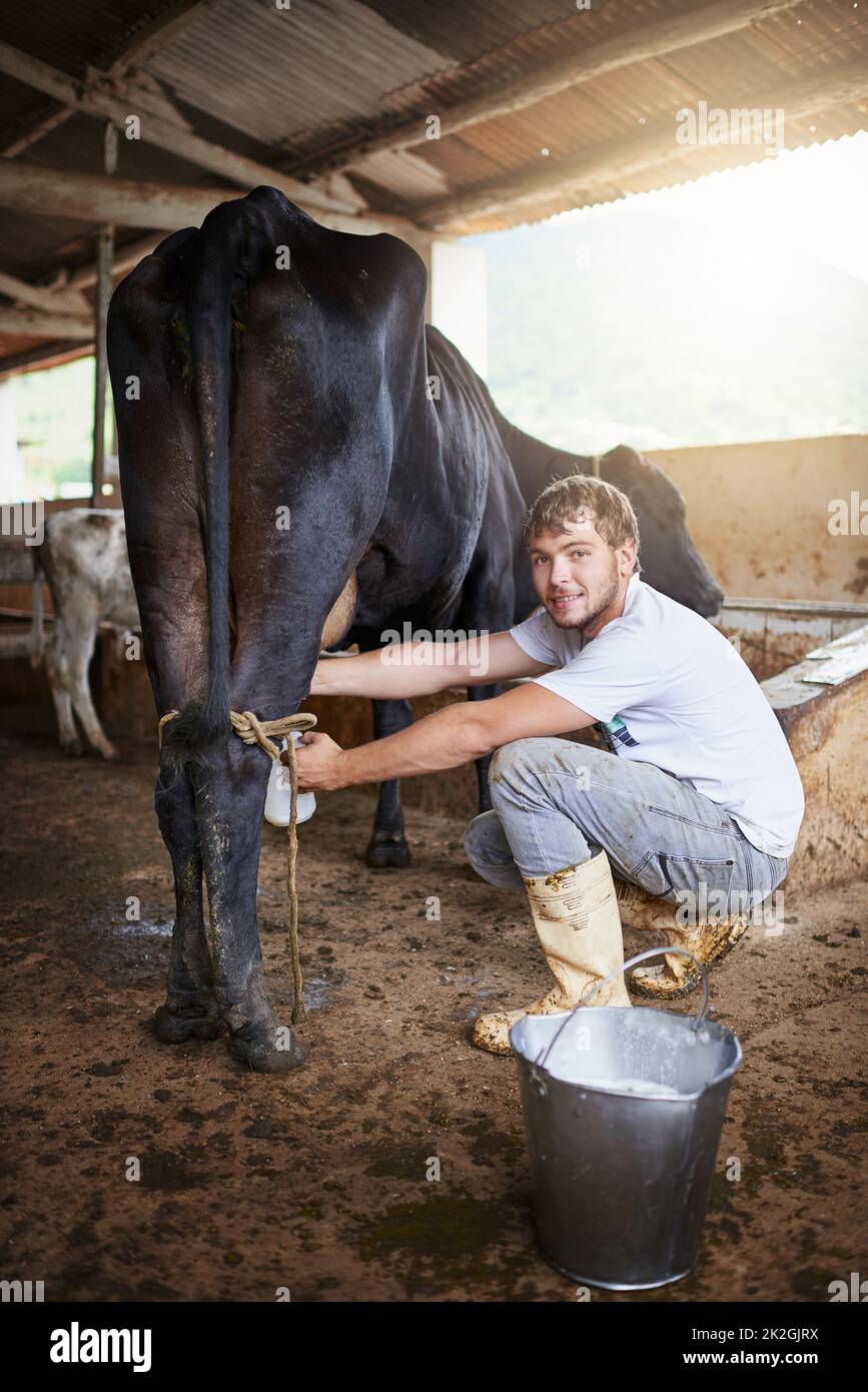 Man Drinking Milk From Cow