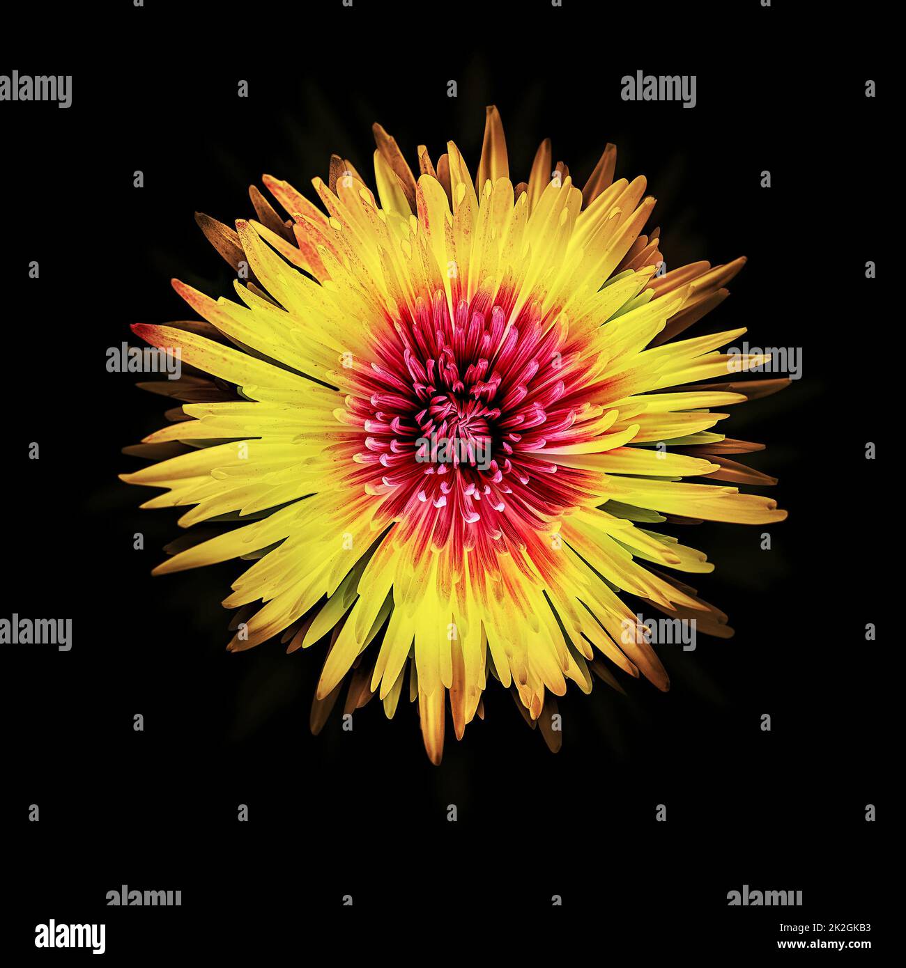 Most beautiful flower hi-res stock photography and images - Alamy