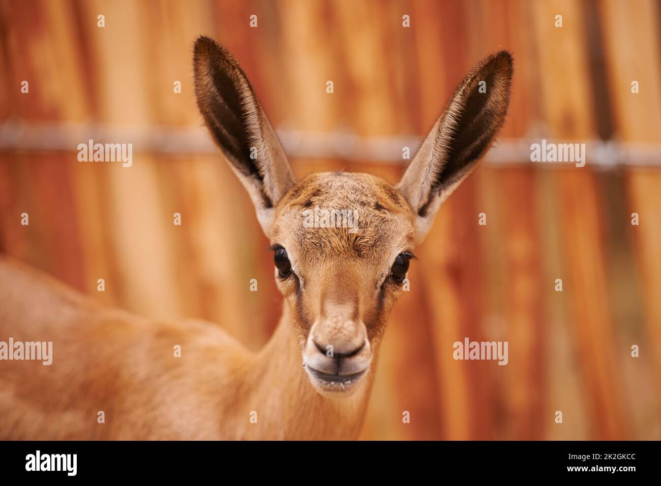 African deer species hi-res stock photography and images - Alamy