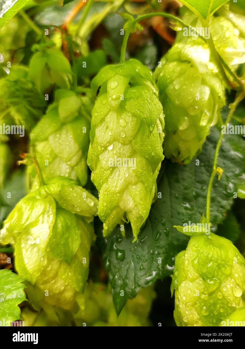 Hop cones after the rain 3 Stock Photo - Alamy