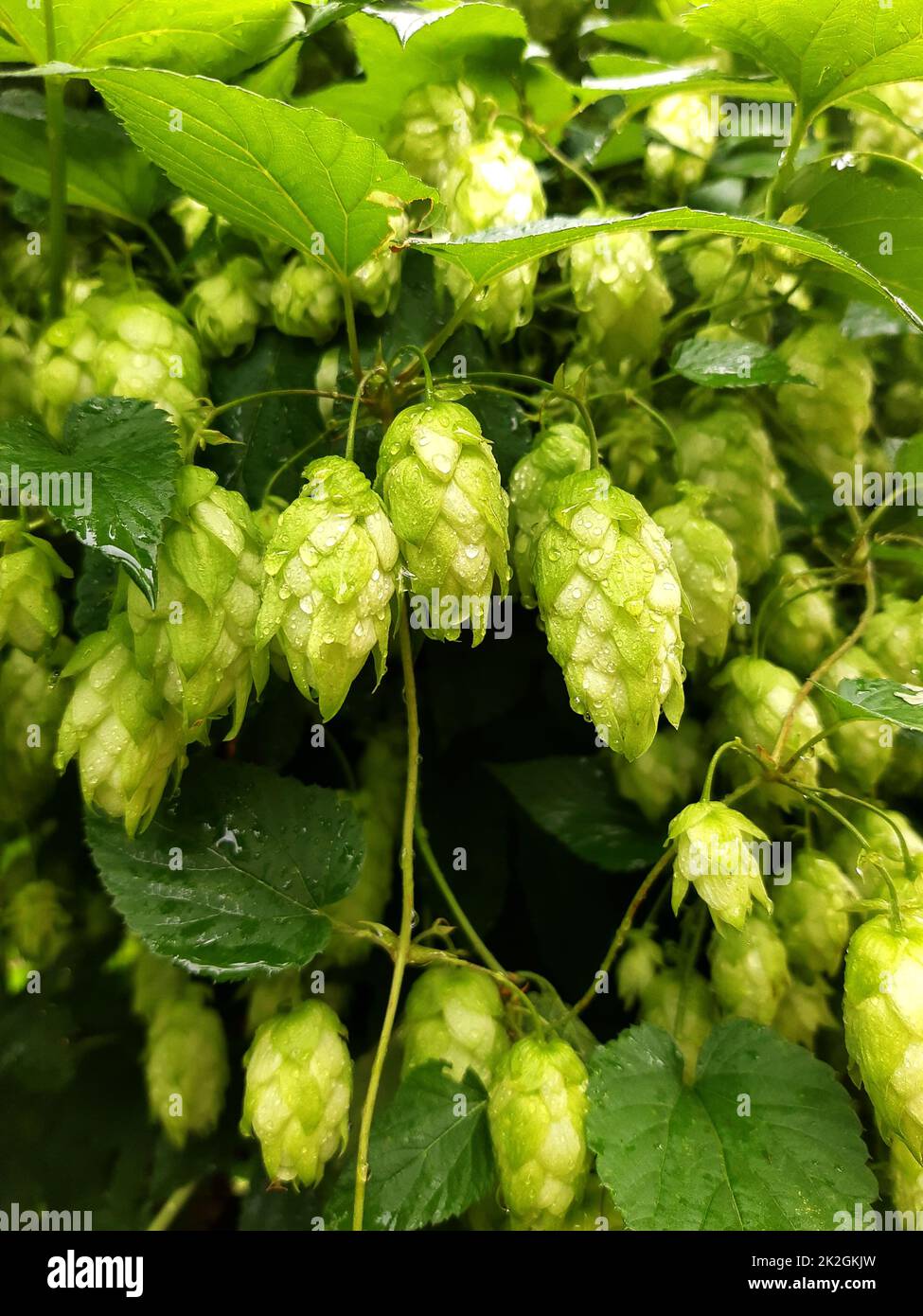 Hop cones after the rain 1 Stock Photo - Alamy