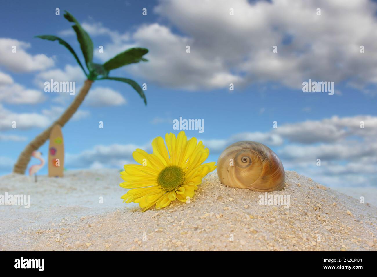Flower and Sea Shell on Beach With Palm Tree in Background Stock Photo ...