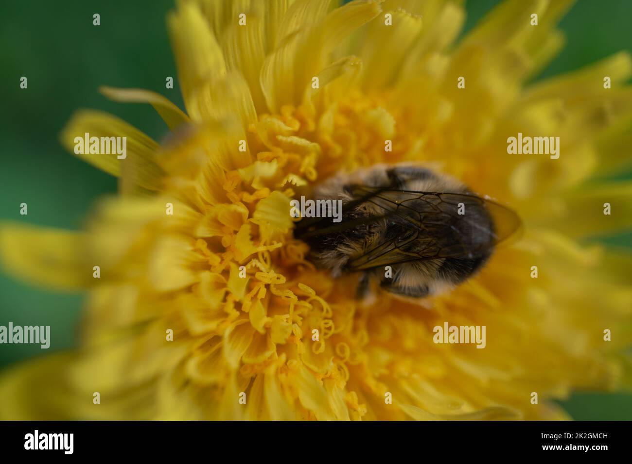 closeup of bee collecting pollen from a flower Stock Photo - Alamy