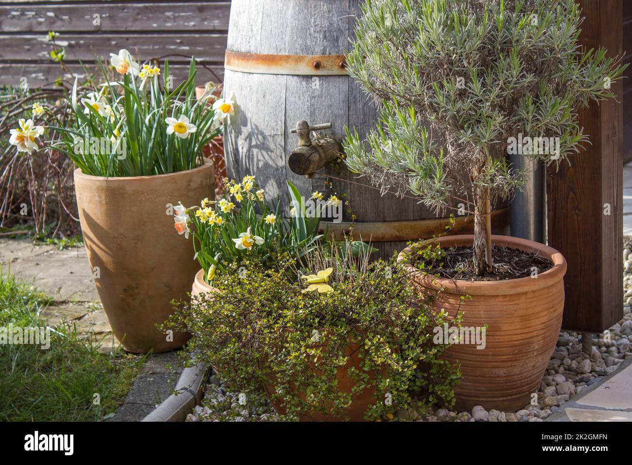 rustic garden - blooming spring flowers Stock Photo - Alamy