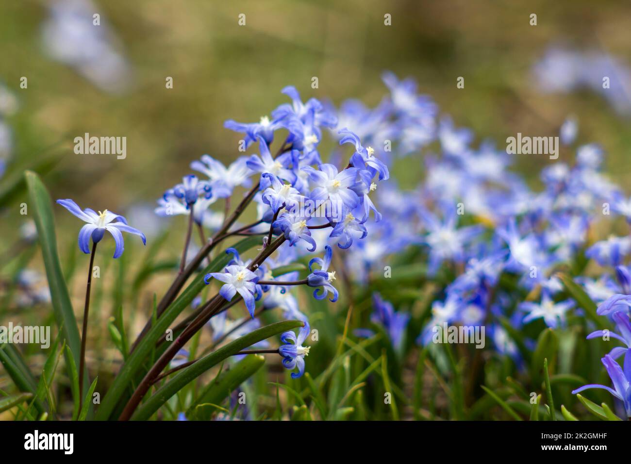 Scilla blue flowers in hi-res stock photography and images - Alamy