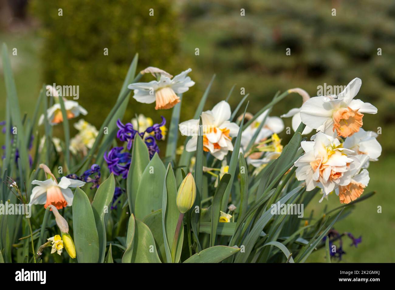 spring flowers in the garden - close up Stock Photo - Alamy
