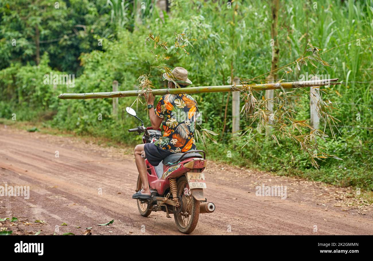 A farmer in a colourful shirt carries a bamboo tree trunk on his ...