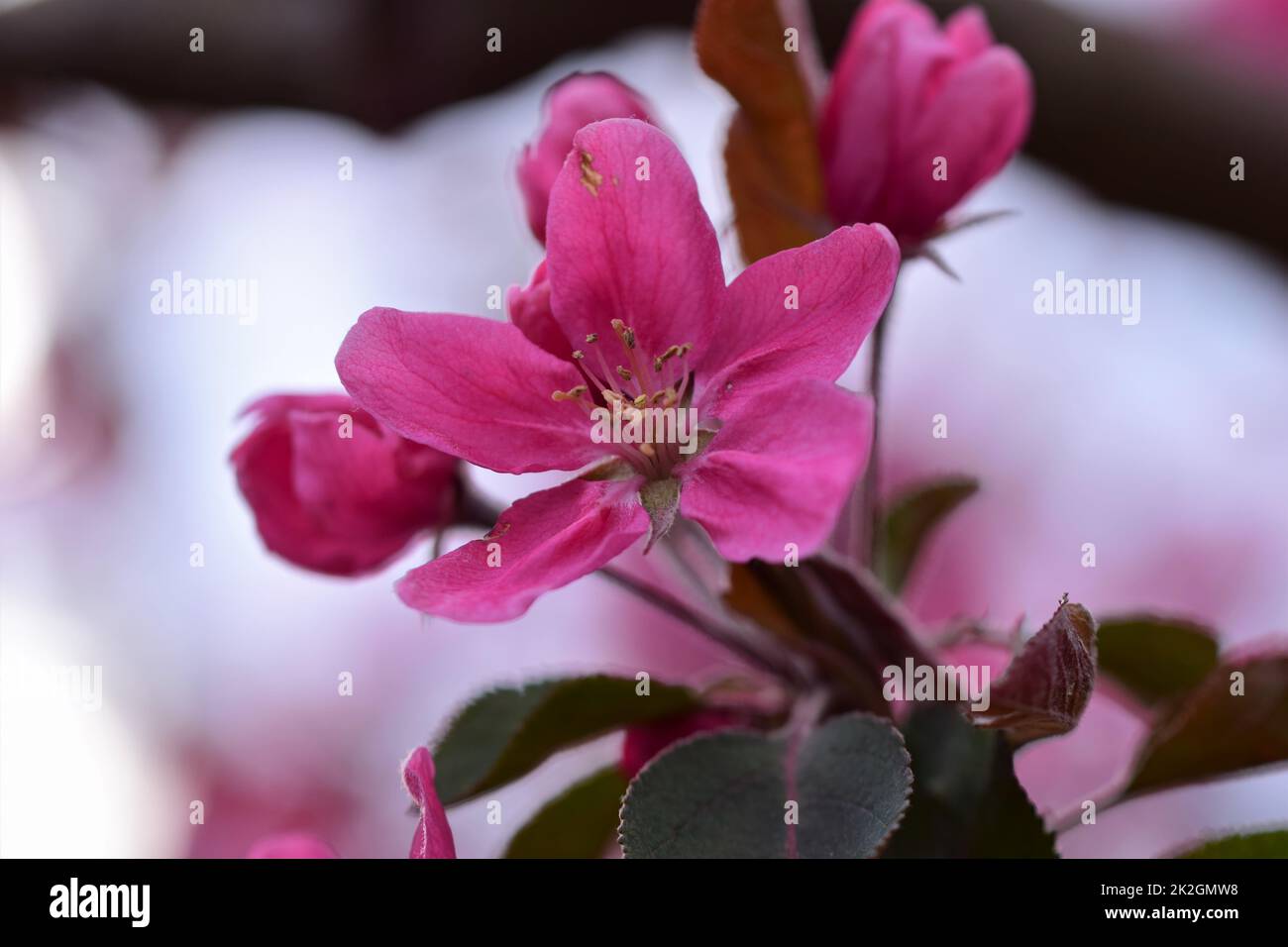 Pink flowering apple tree as a close up Stock Photo - Alamy