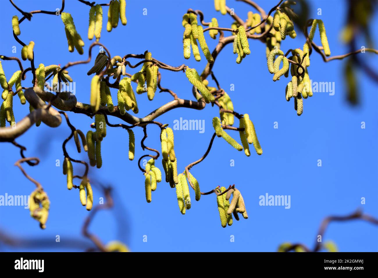 Common hazelnut flowers against a clear blue sky Stock Photo - Alamy