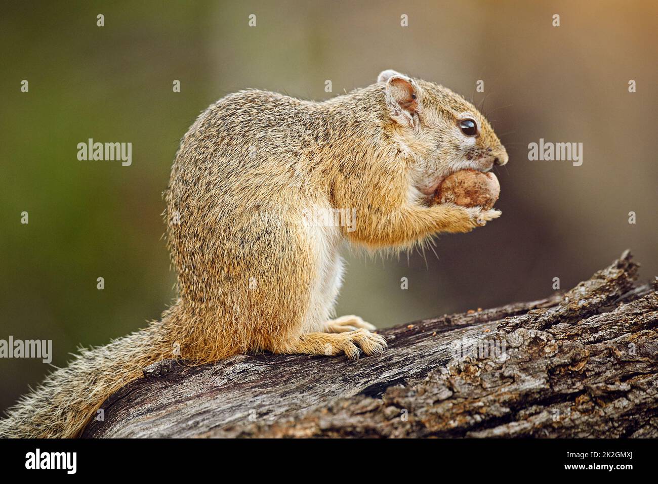 Nut eating animals hi-res stock photography and images - Alamy