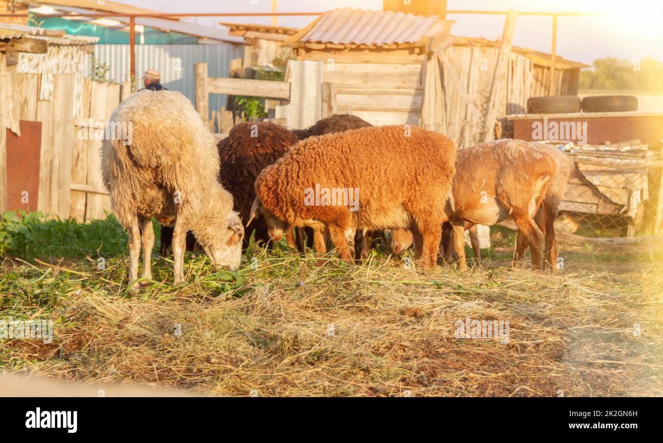 A flock of sheep in a paddock. Sheep pasture. Livestock in the barn ...