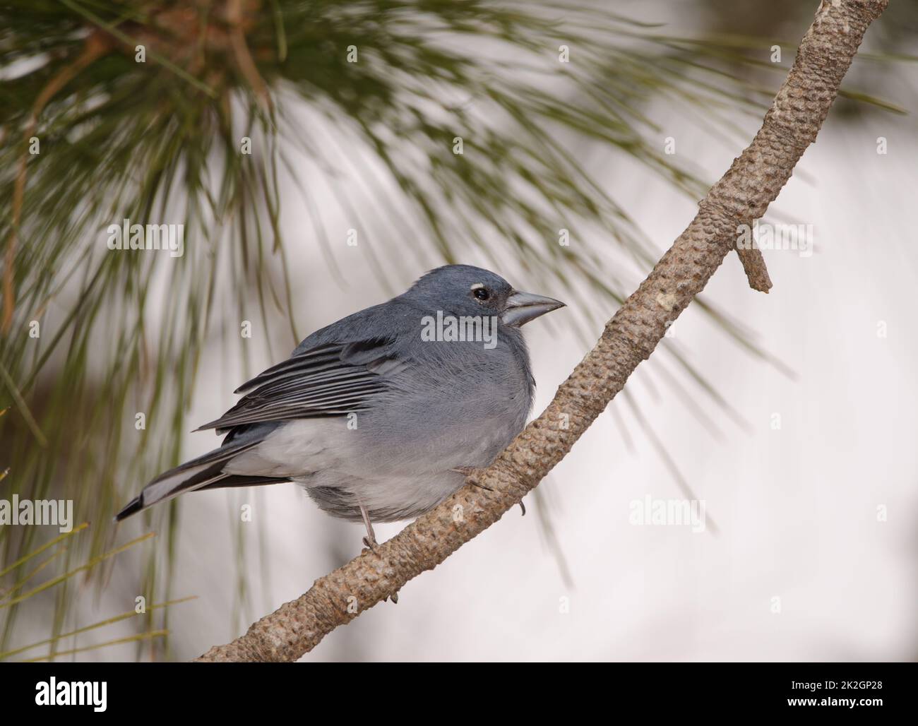 Tenerife blue chaffinch Stock Photo - Alamy
