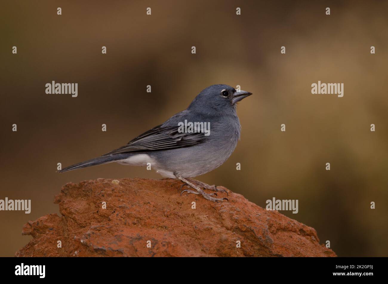 Tenerife blue chaffinch Stock Photo - Alamy