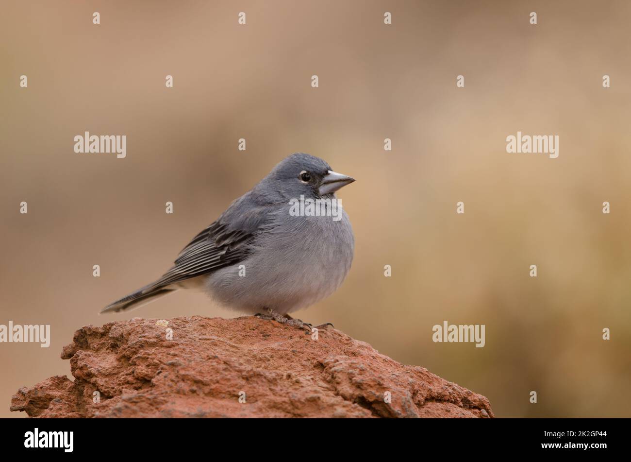 Tenerife blue chaffinch Stock Photo - Alamy