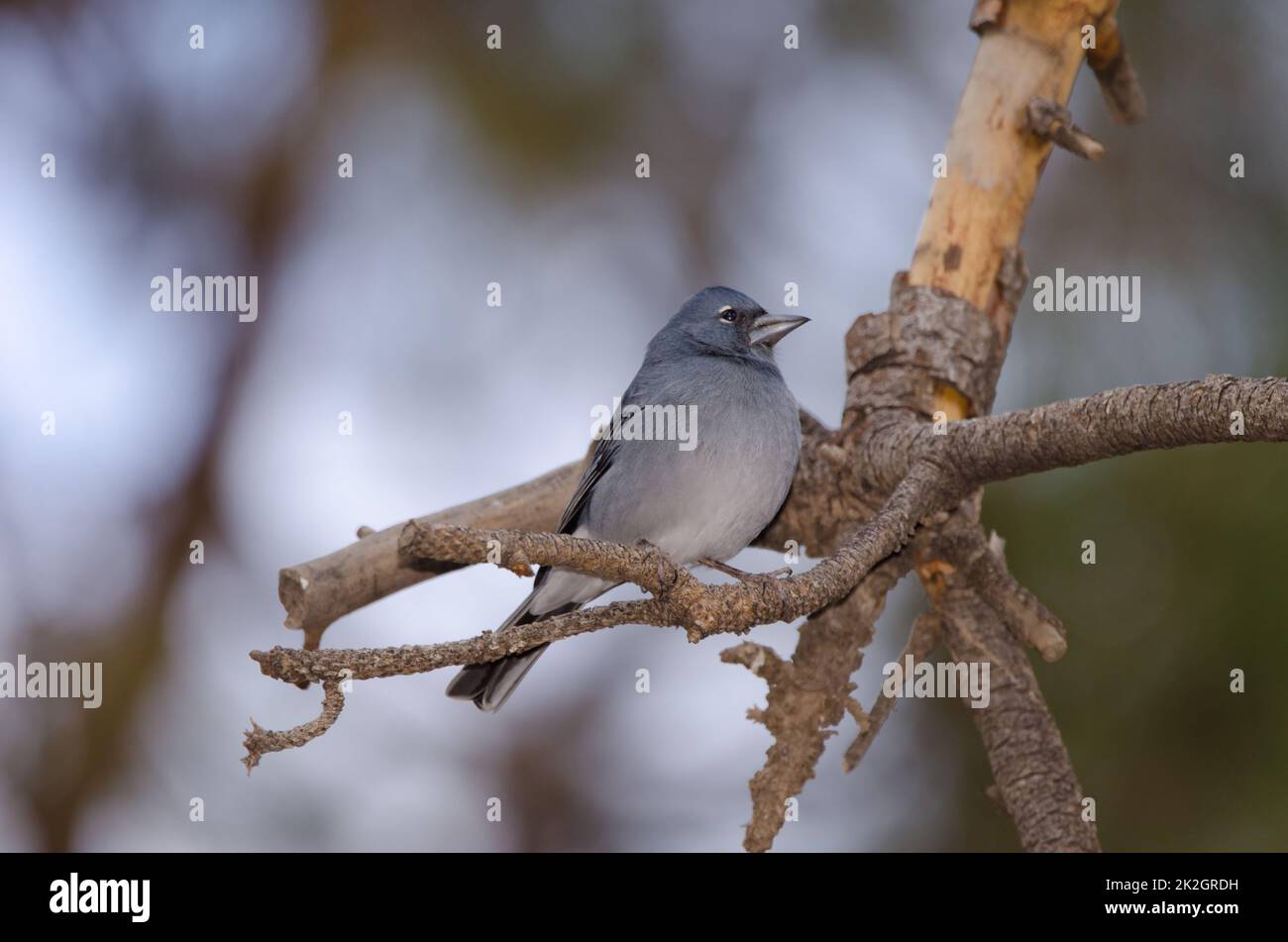 Tenerife blue chaffinch Stock Photo - Alamy