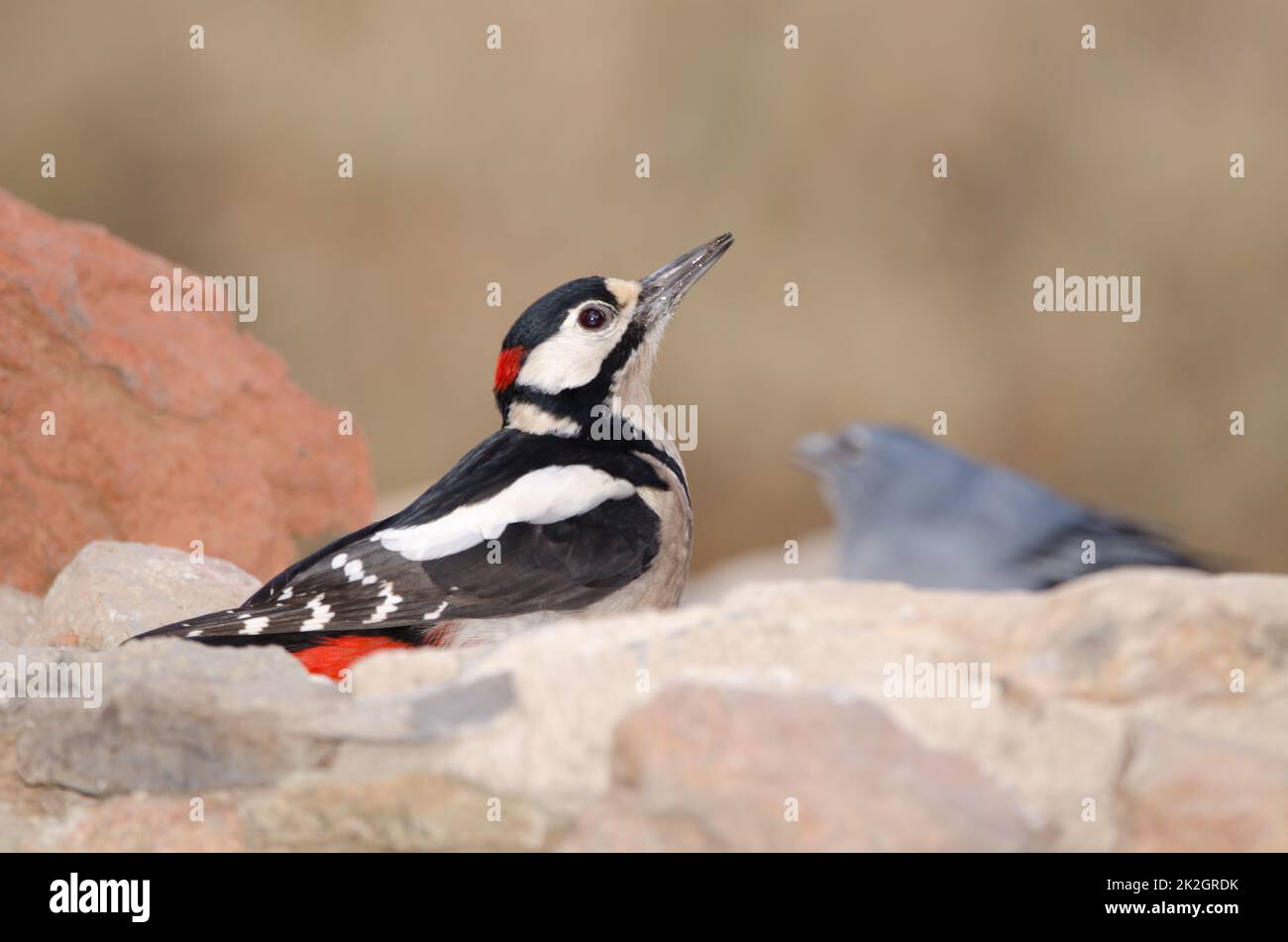 Great spotted woodpecker Stock Photo - Alamy