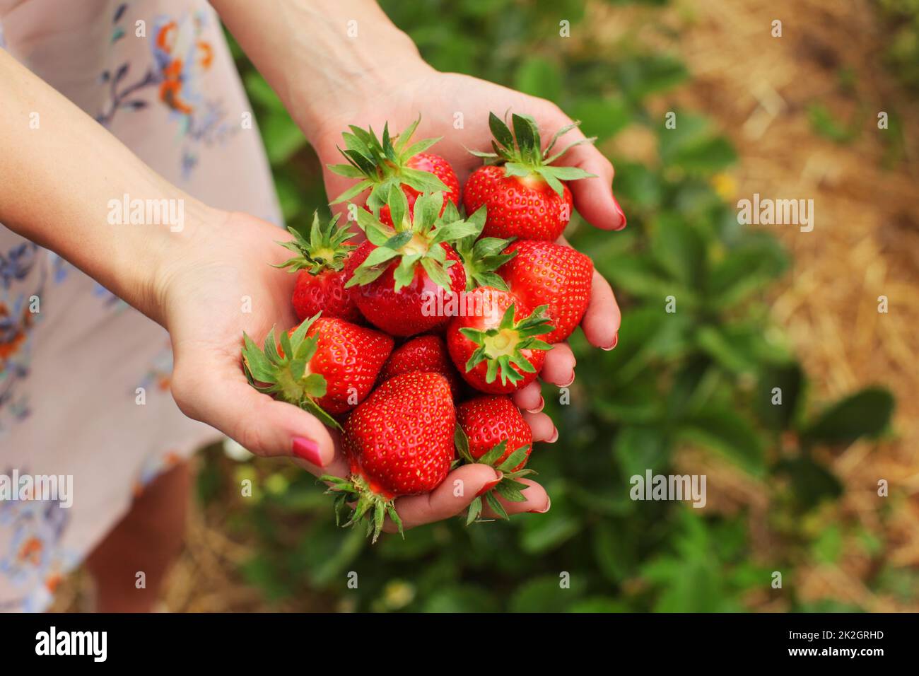 Detail on young woman hands holding freshly picked red ripe ...