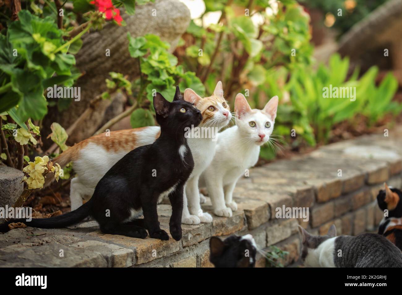 Three stray cats at hotel resort, looking up, waiting for guest to ...