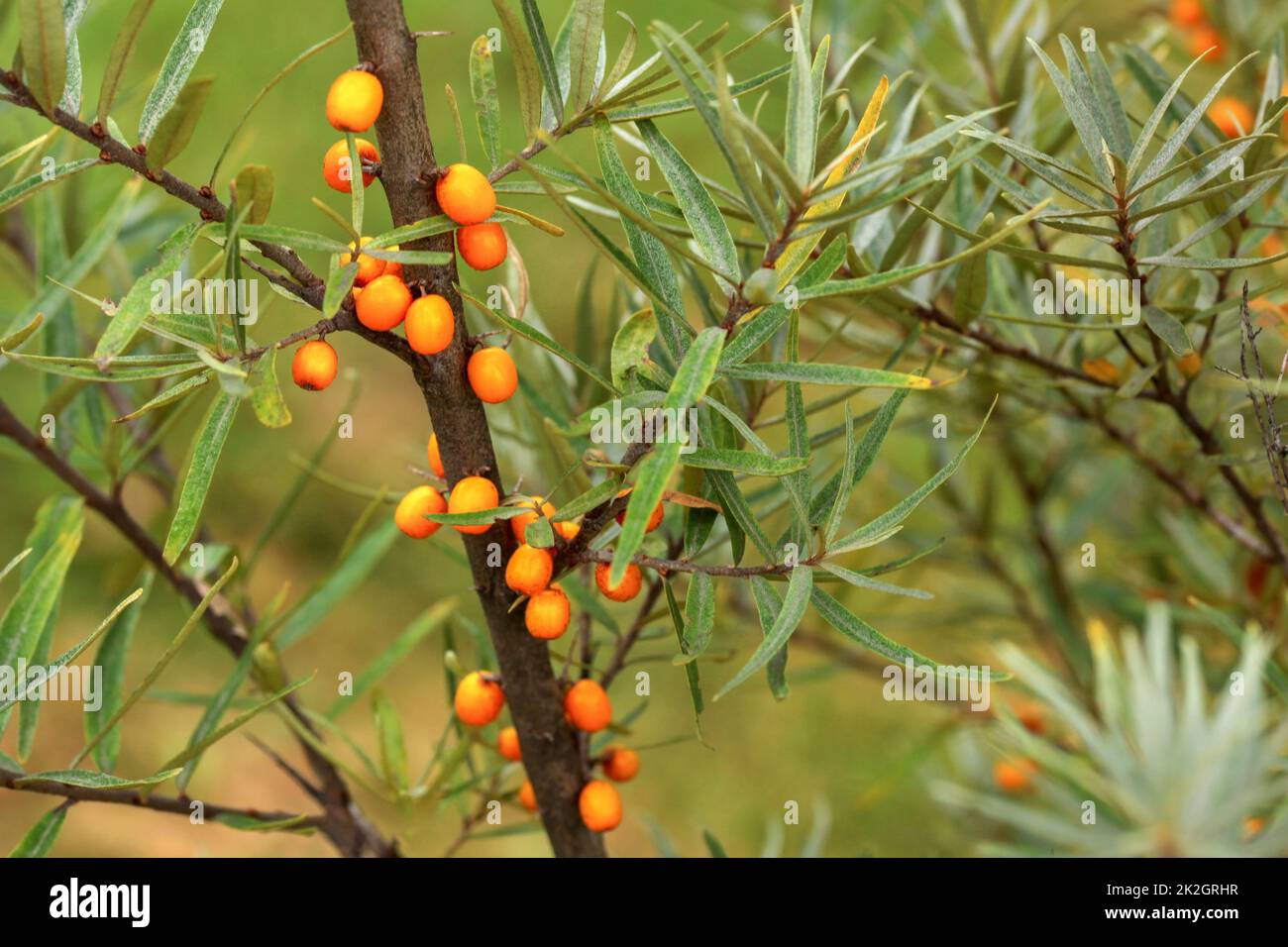 Orange seaberry (Hippophae sandthorn / sallowthorn ) berries on bush ...
