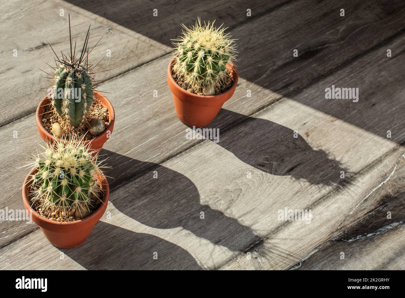 Small cactus plants in pot, on gray wood desk, casting long shadows lit ...