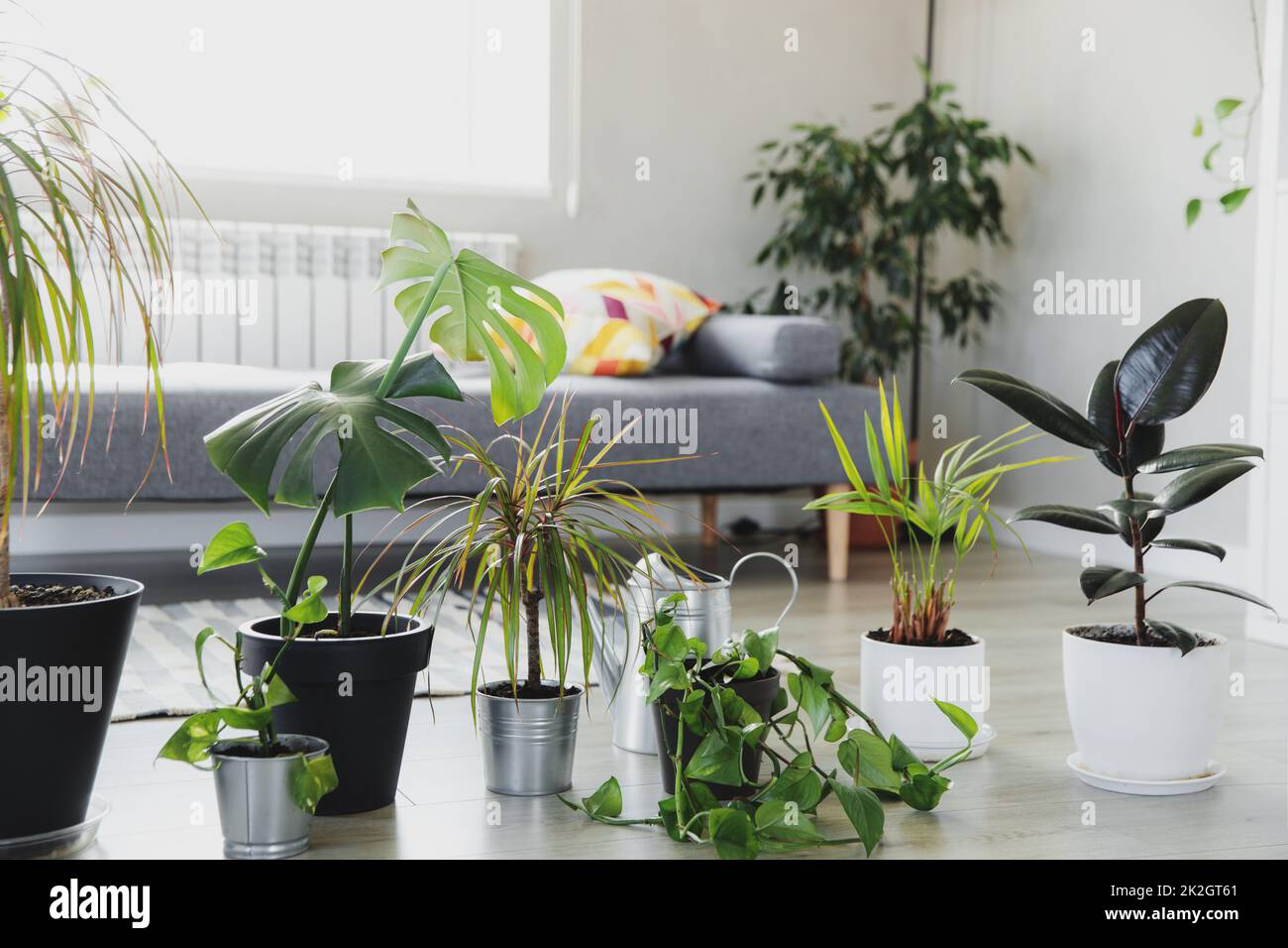 Indoor Tropical Plants Identification