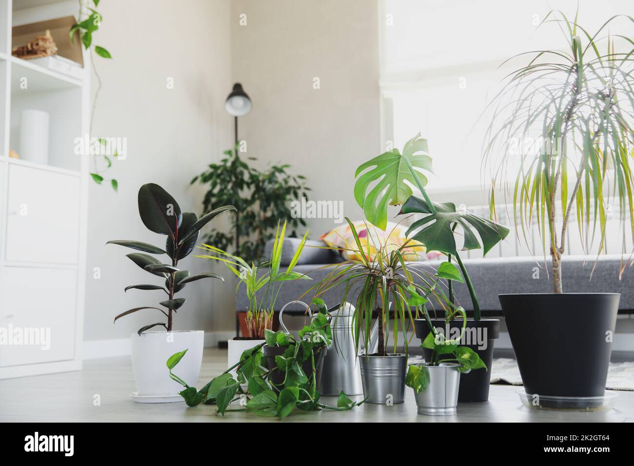 Collection of various tropical green plants in different pots indoor ...