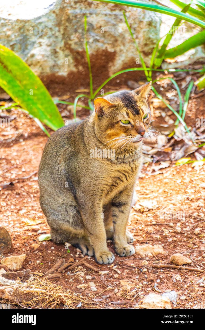 Beautiful cute cat with green eyes in tropical jungle Mexico Stock ...