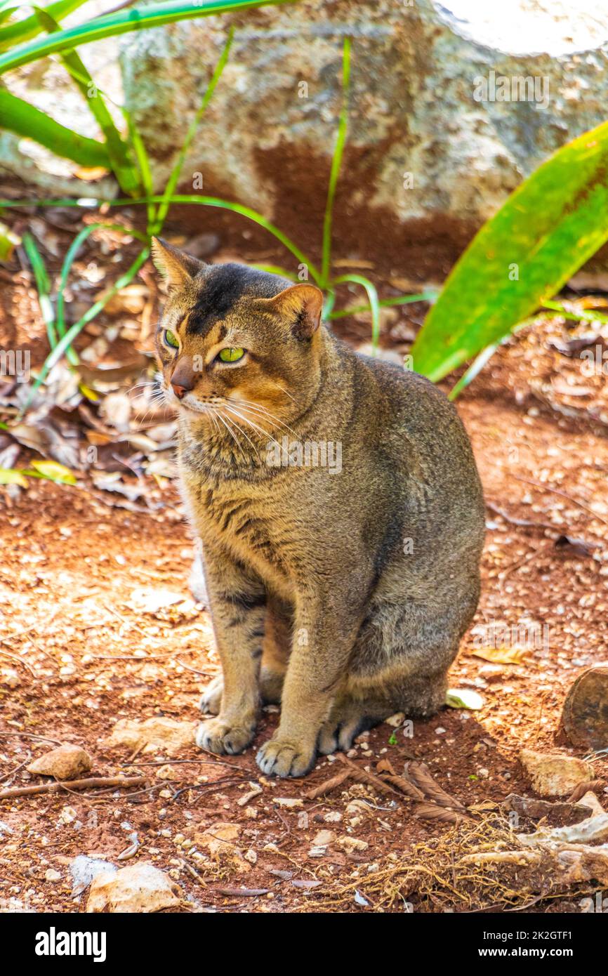 Beautiful cute cat with green eyes in tropical jungle Mexico Stock ...