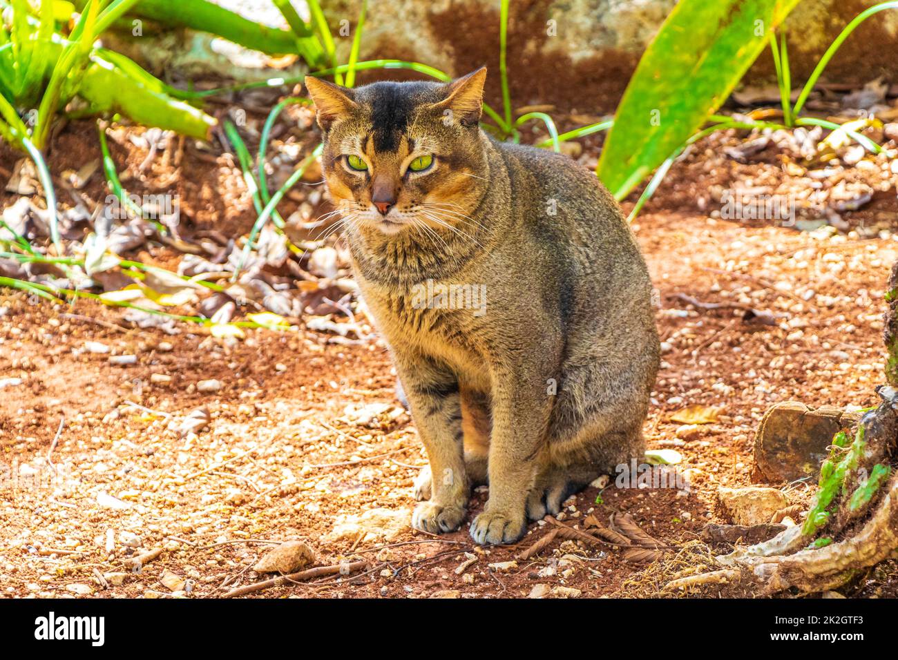 Beautiful cute cat with green eyes in tropical jungle Mexico Stock ...