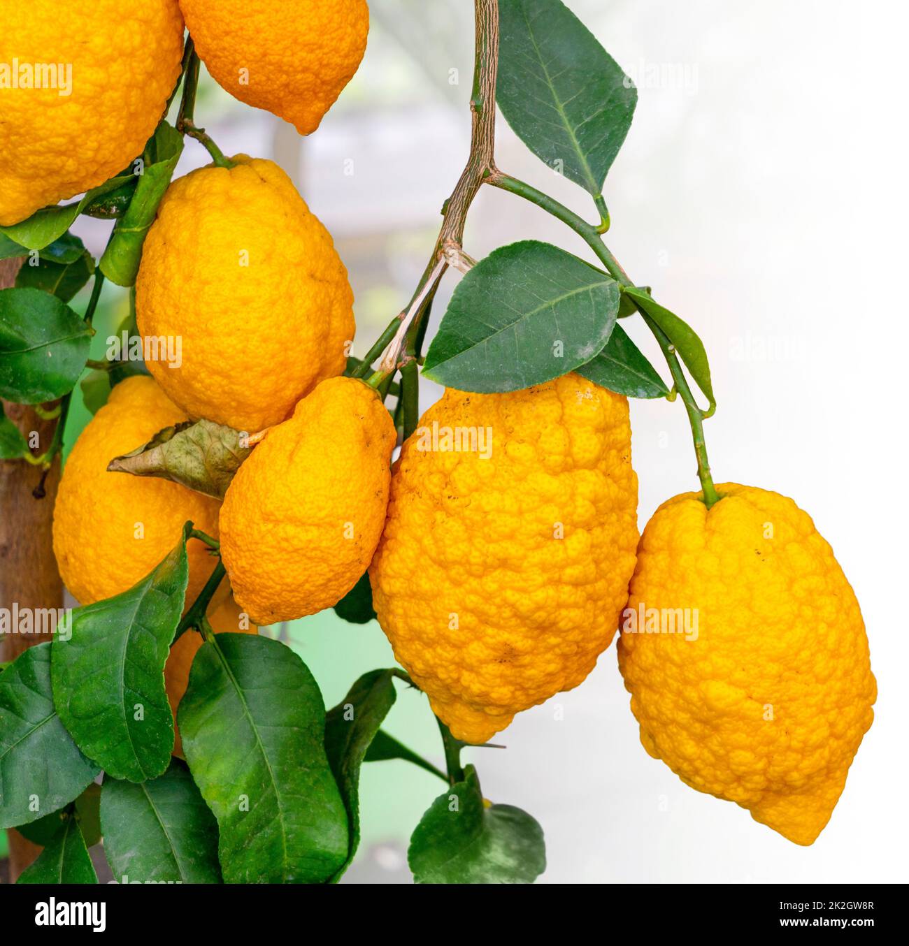 Lemon fruits hi-res stock photography and images - Alamy