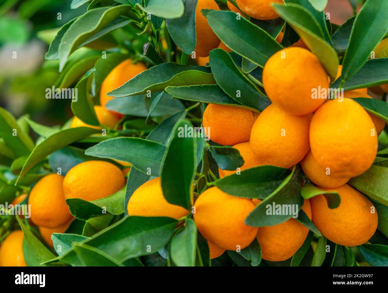 Kumquat citrus japonica hi-res stock photography and images - Alamy