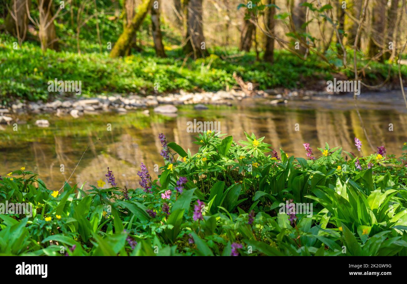 Riparian spring time scenery Stock Photo - Alamy