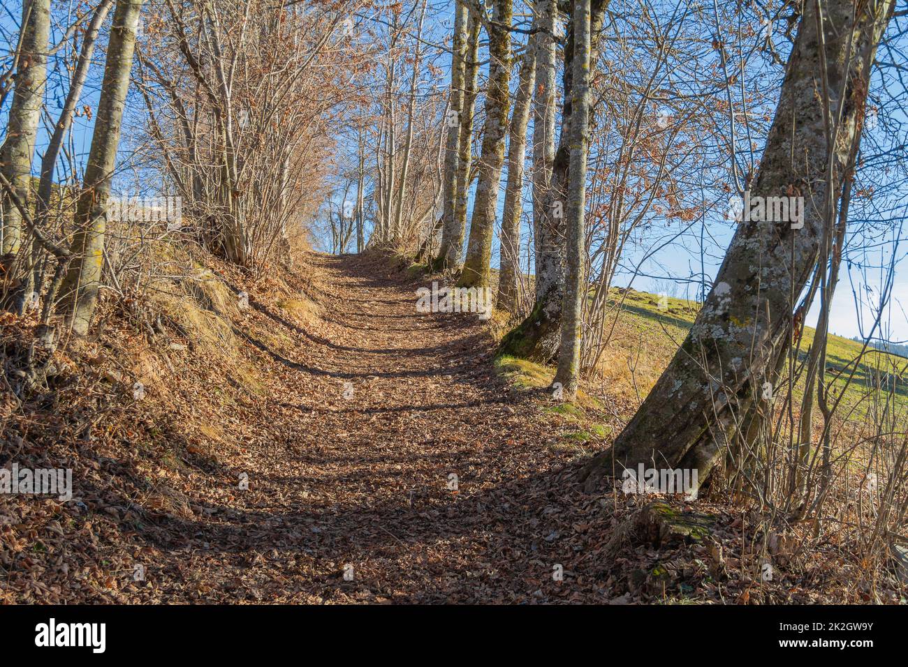 Sunny country lane Stock Photo - Alamy