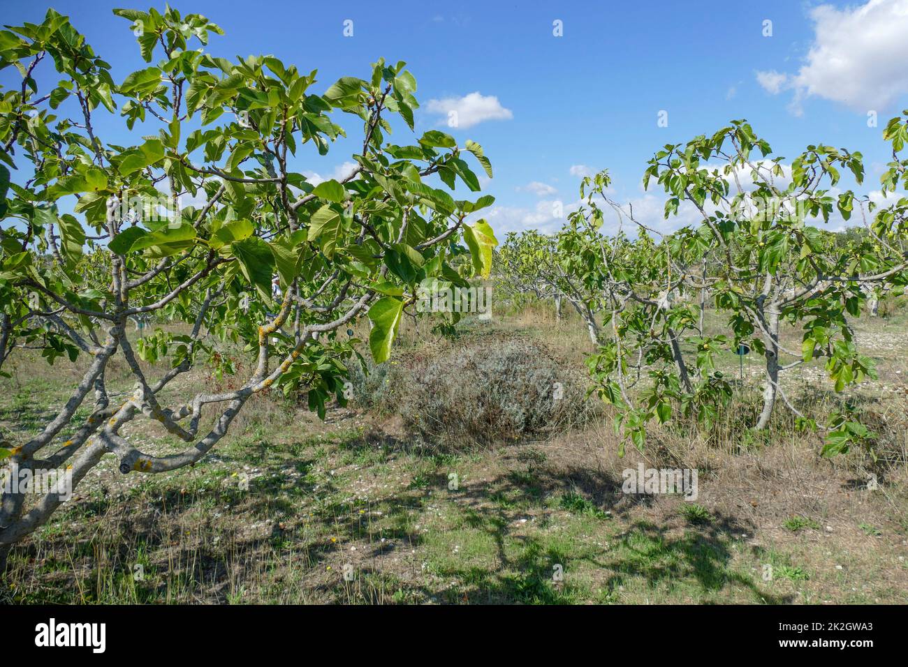 Fig tree plantation hi-res stock photography and images - Alamy
