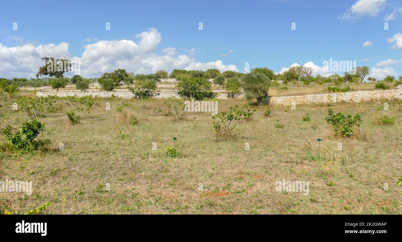 Fig tree plantation hi-res stock photography and images - Alamy