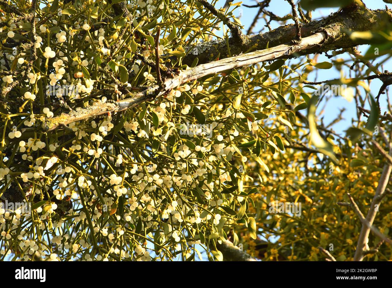 Mistletoe tree hi-res stock photography and images - Alamy