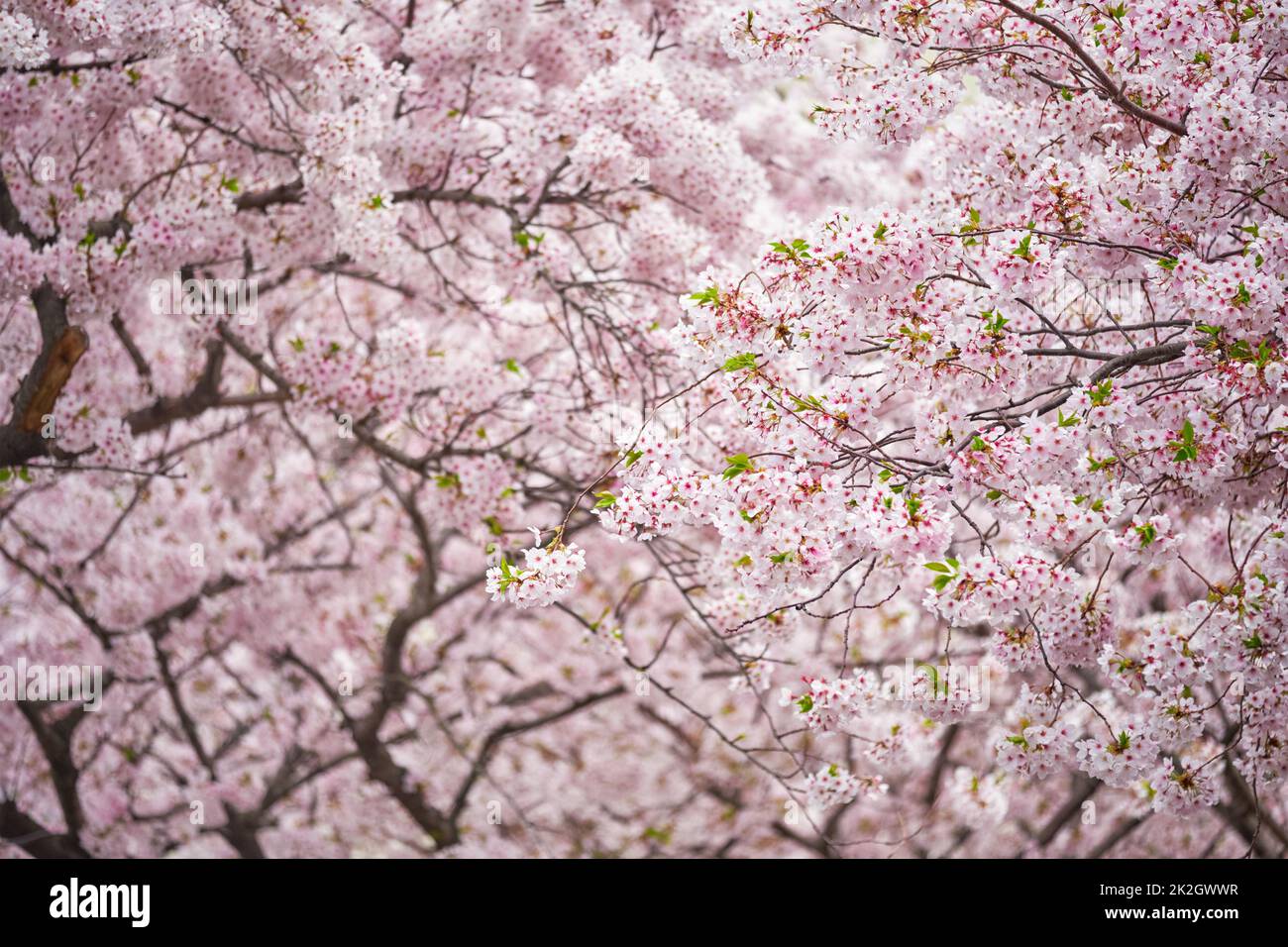 Blooming sakura hi-res stock photography and images - Alamy