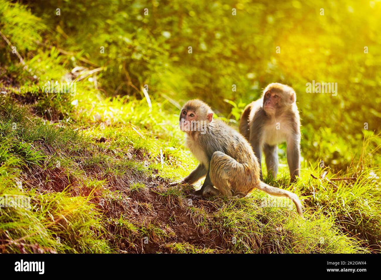 Macaques in jungle hi-res stock photography and images - Alamy