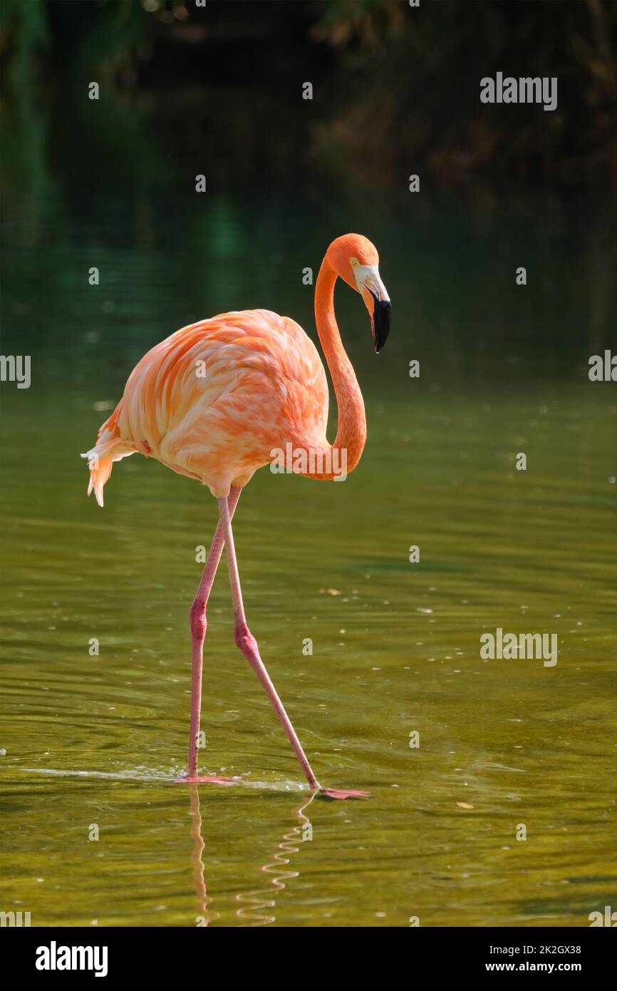 American flamingo Phoenicopterus ruber bird Stock Photo - Alamy