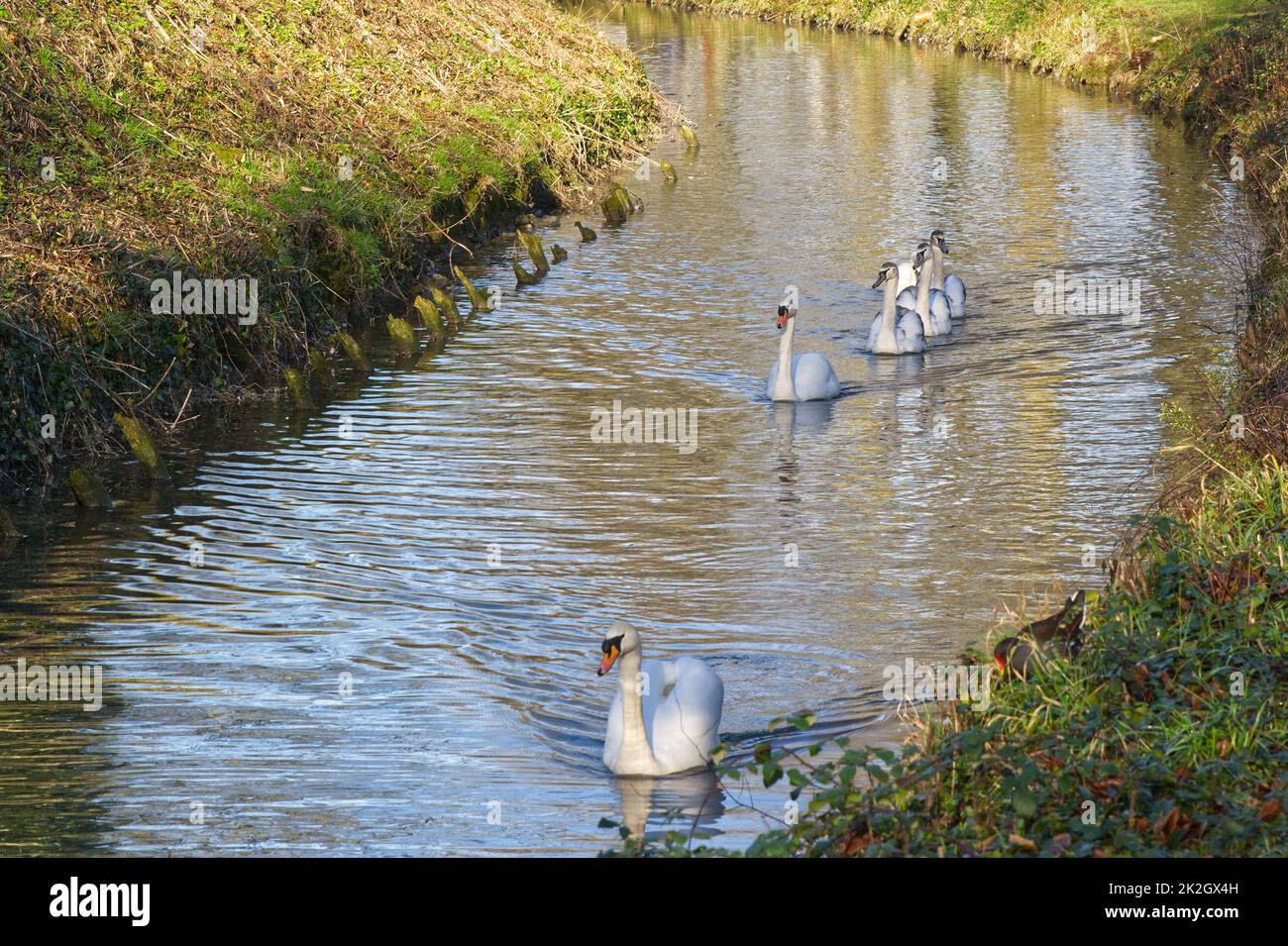 Line of swans on river Stock Photo - Alamy
