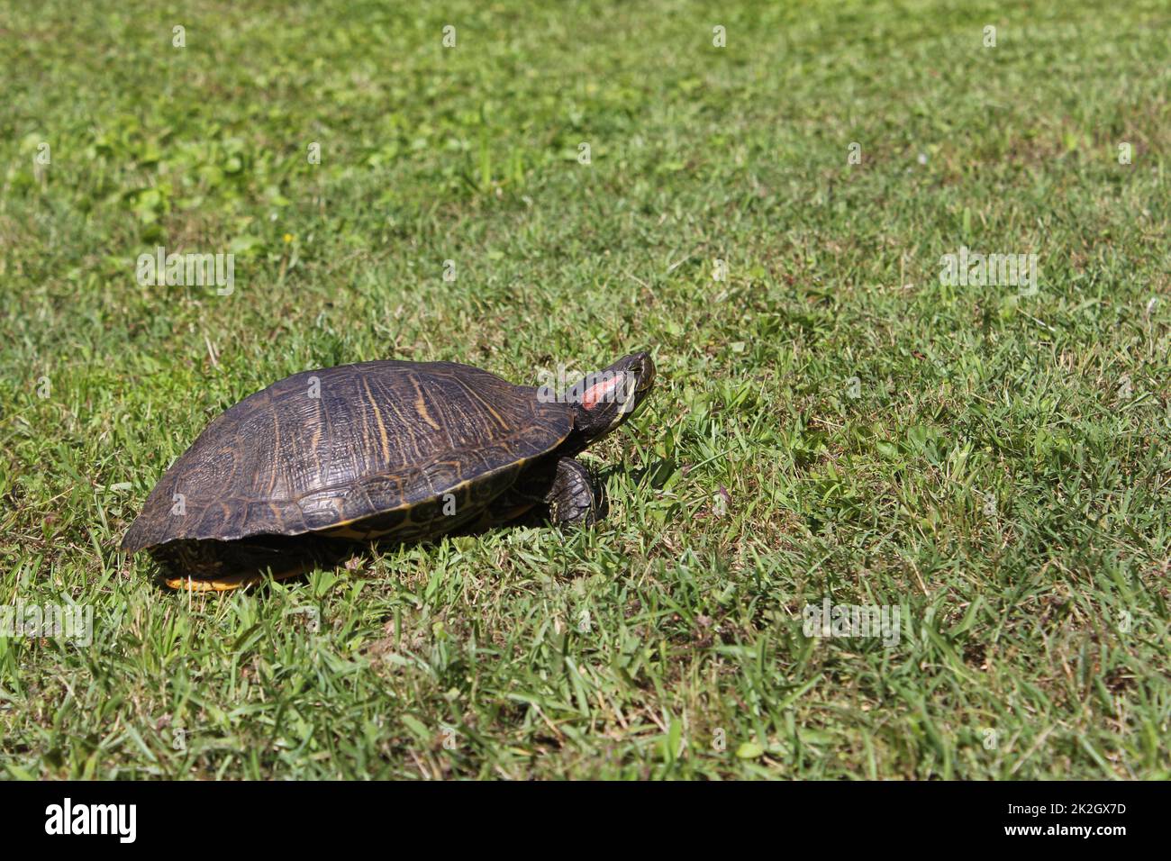 Red-eared slider roaming through yard in Eastern Texas Stock Photo - Alamy