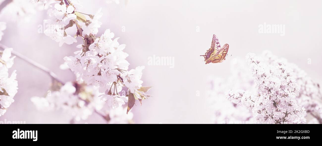 Butterfly and a beautiful nature view of spring flowering trees on ...