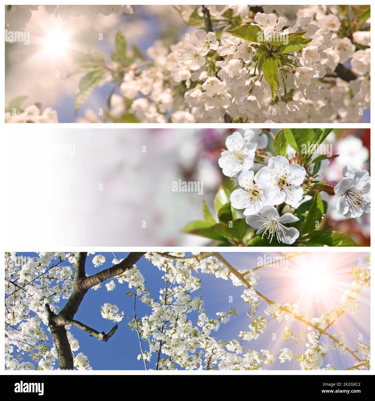 Beautiful blooming tree in Cut Out Stock Images & Pictures - Alamy