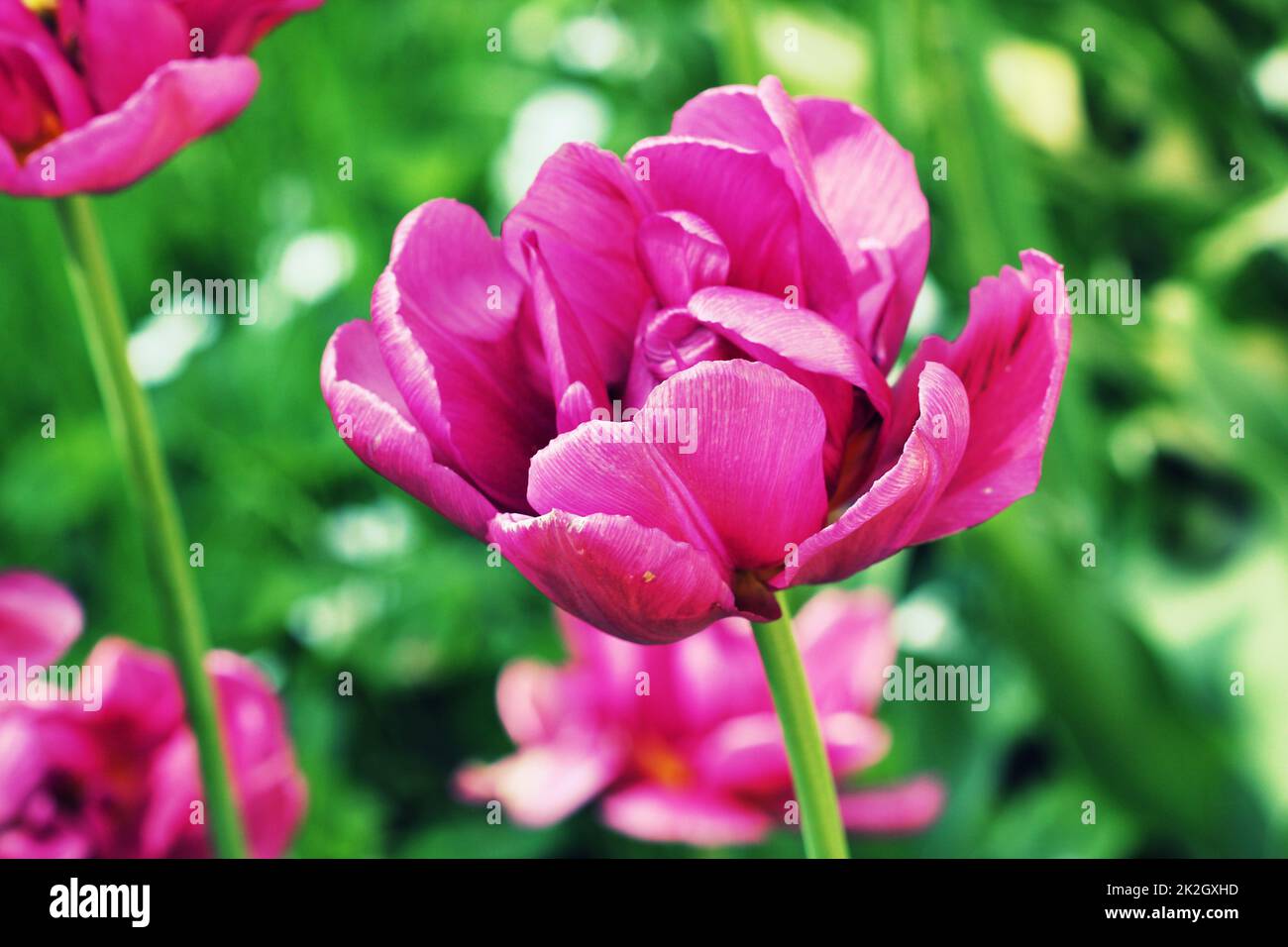 Spring background with tulip growing in garden Stock Photo - Alamy