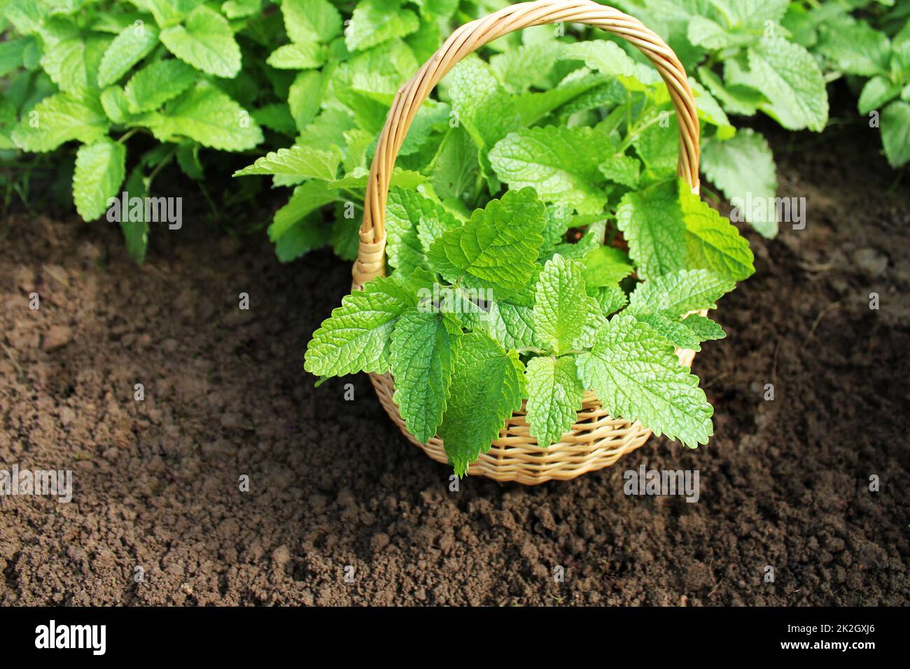 Mint india hi-res stock photography and images - Alamy