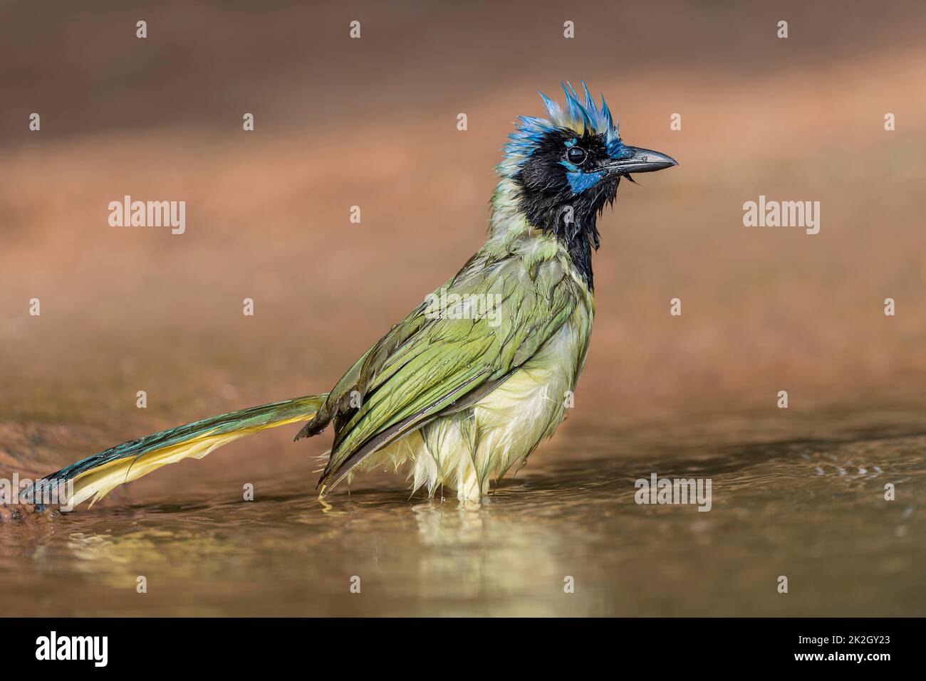 Jay photography hi-res stock photography and images - Alamy